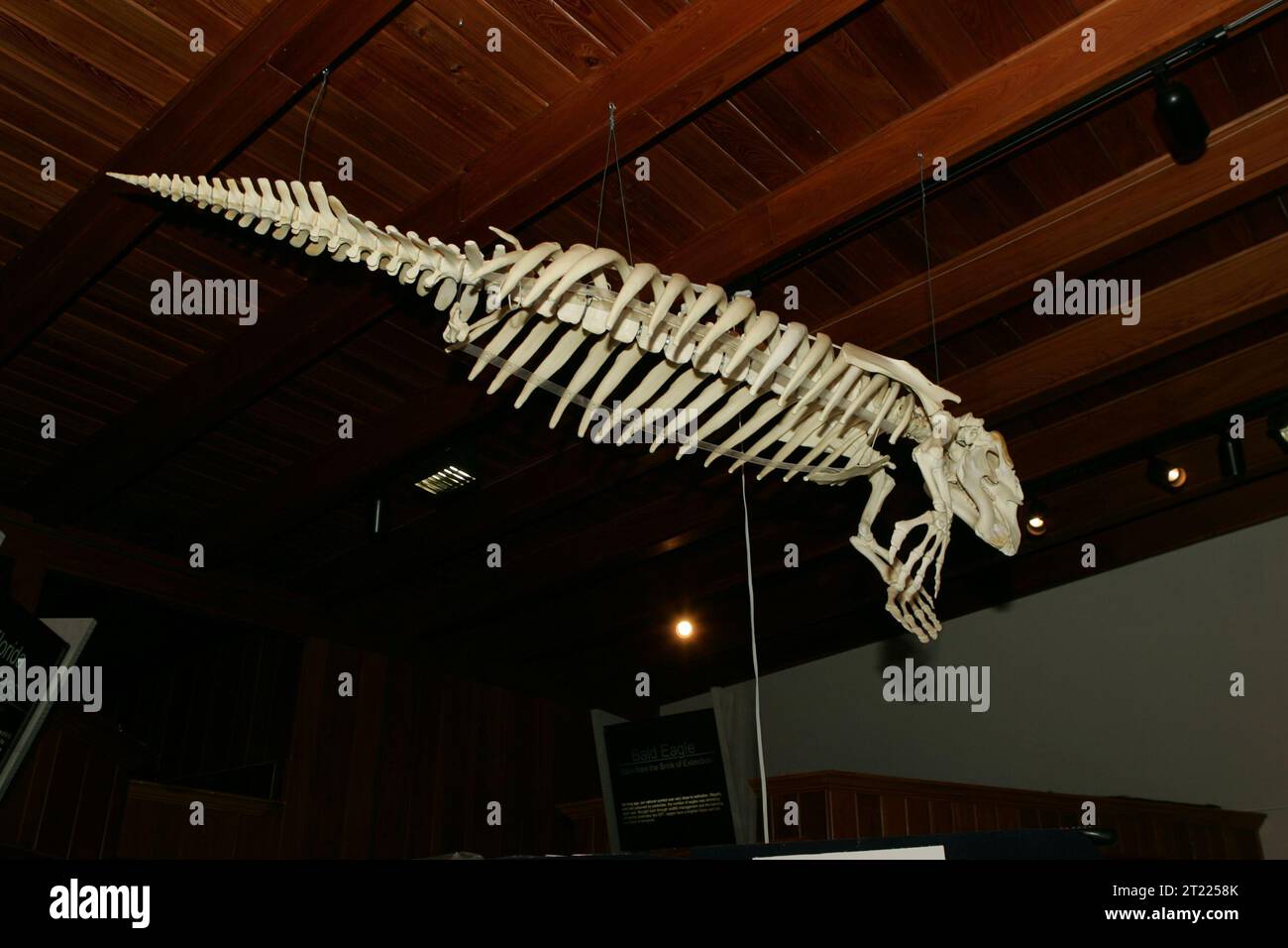 Manatee exhibit hi-res stock photography and images - Alamy