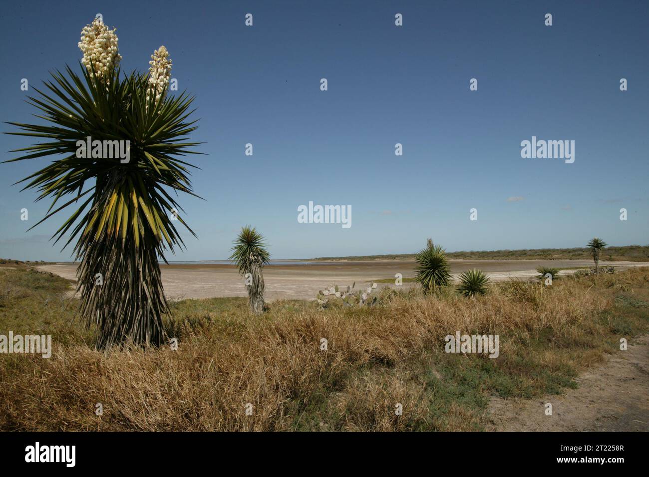 Scenic photograph of Mojave Yucca plant and cactus near water. Subjects ...