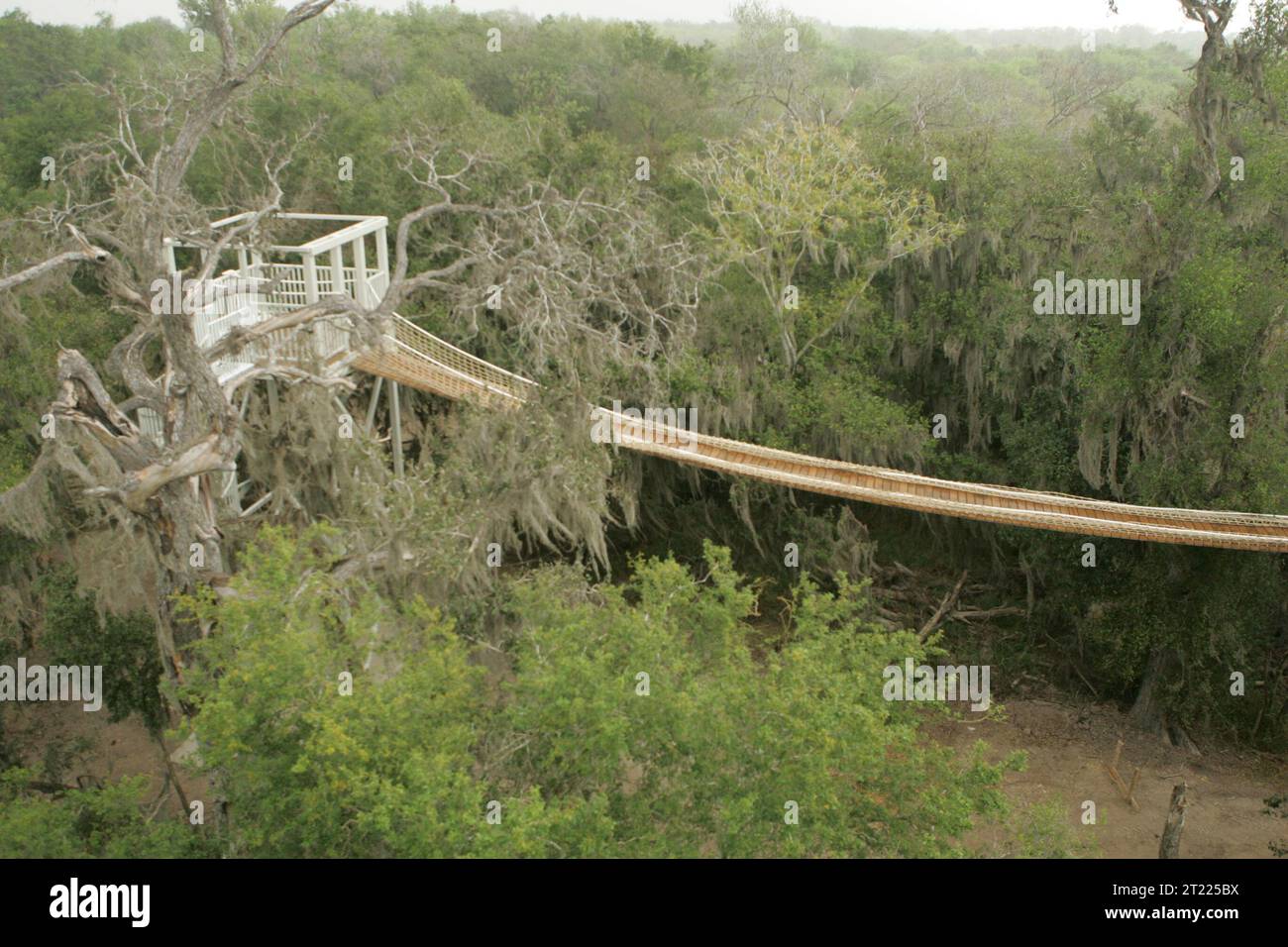Visitors can try this exciting swinging bridge for walking at treetop ...