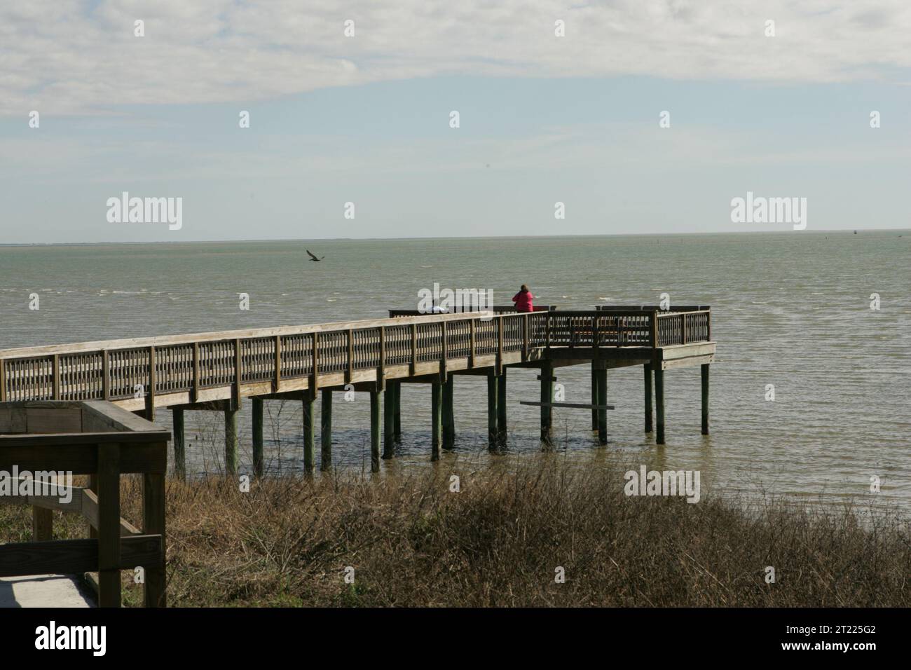 Two visitors watch lone seagull flying by as they enjoy the view from ...