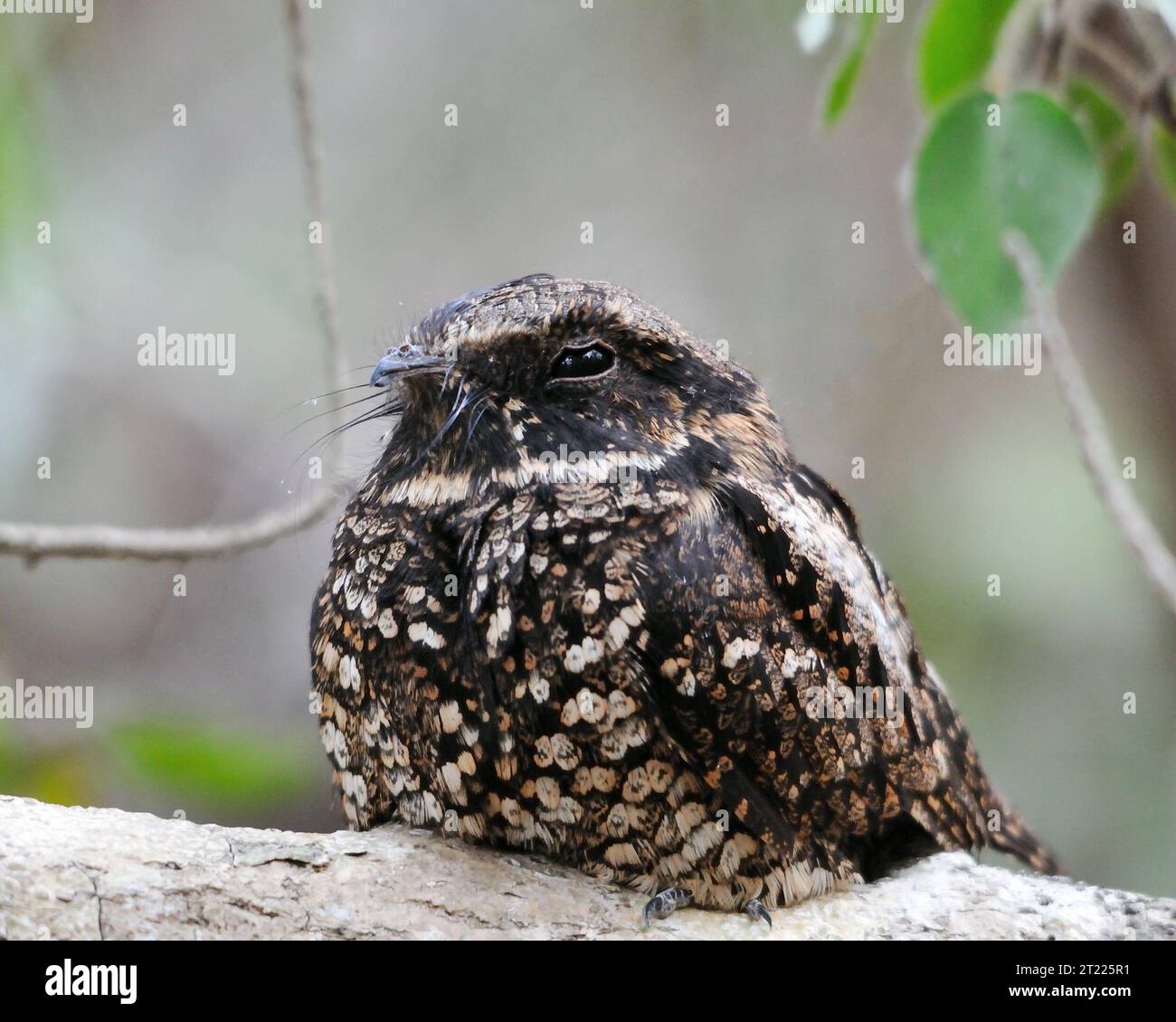 Nightjar sitting on tree branch. Subjects: Birds; Endangered species ...