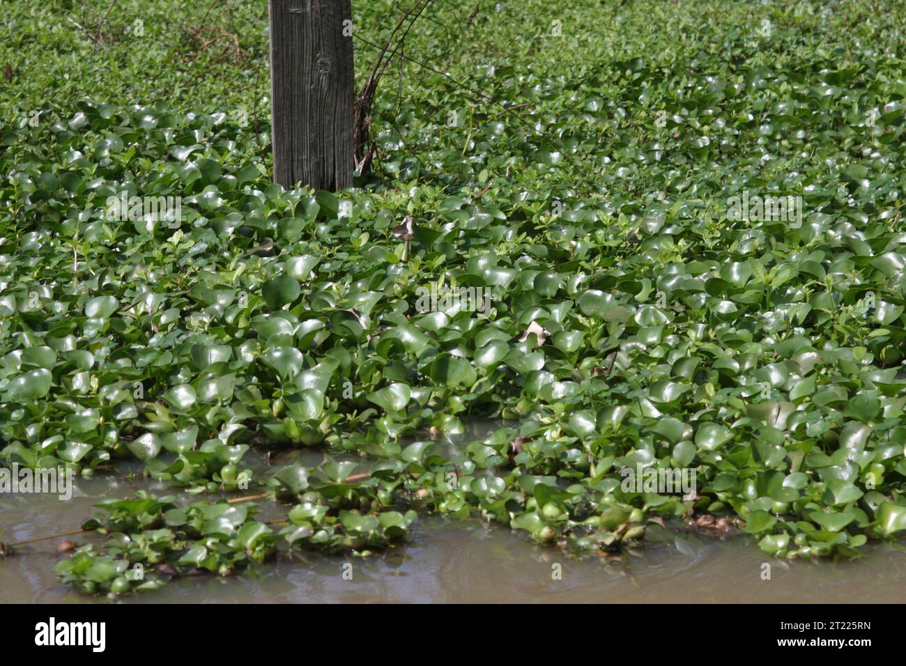 Invasive water hyacinth plants covering water around old fence post ...