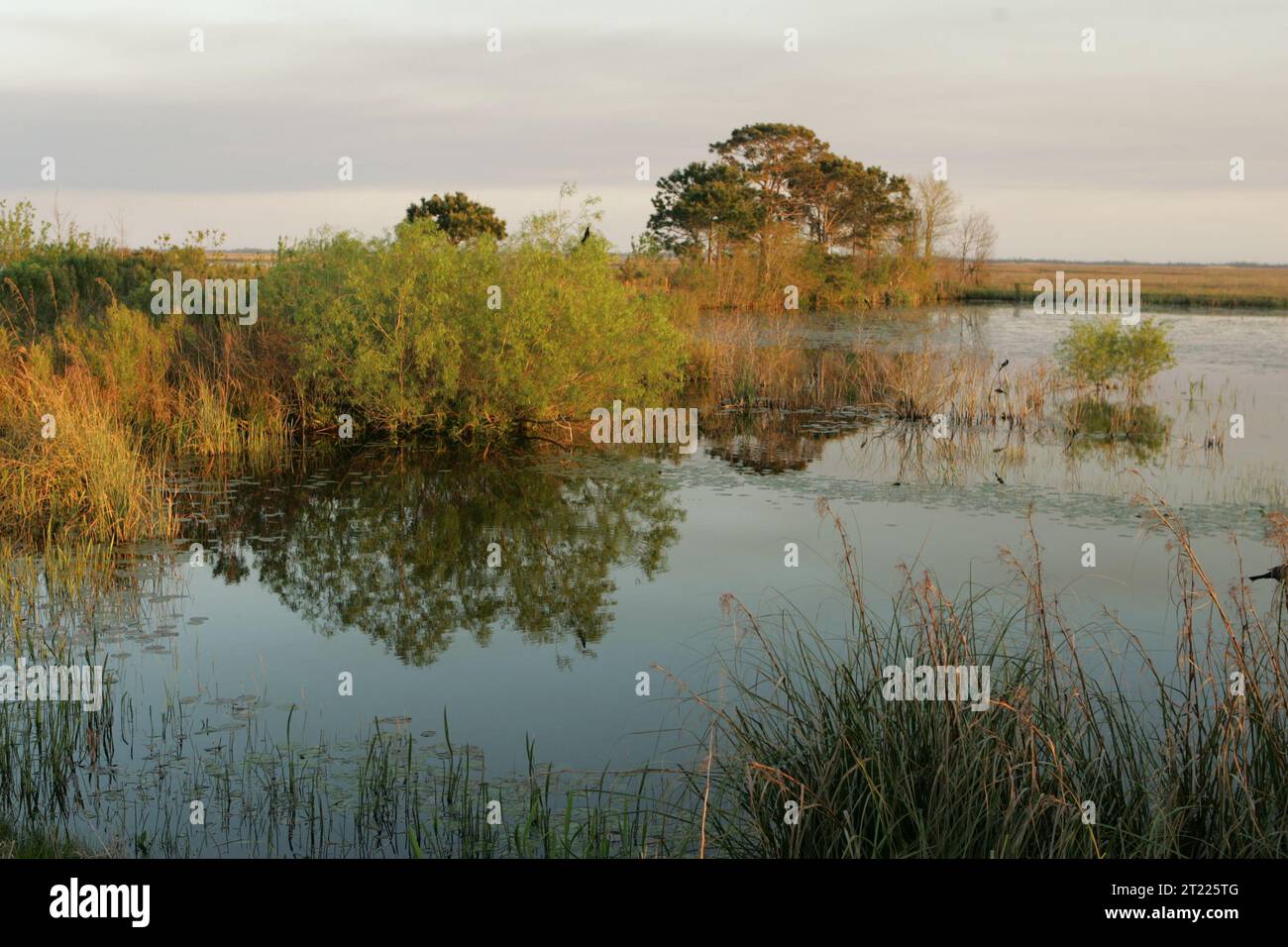 Varied plants growing in wetland with bald cypress in distance ...