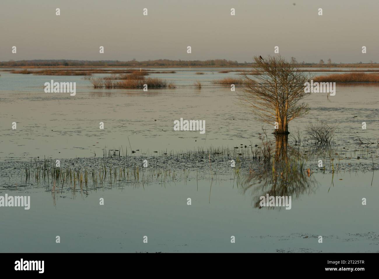 A solitary bird perched on a bald cypress in the open wetland of ...