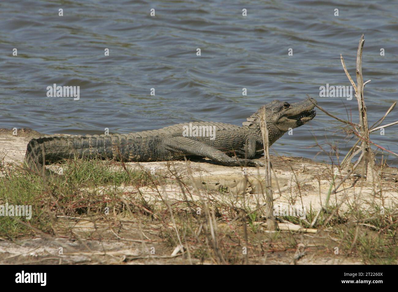 Similarity of appearance threatened hi-res stock photography and images ...