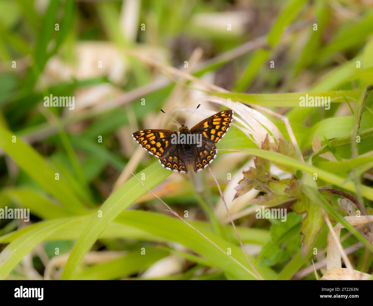 Duke of Burgundy Butterfly Resting Stock Photo - Alamy