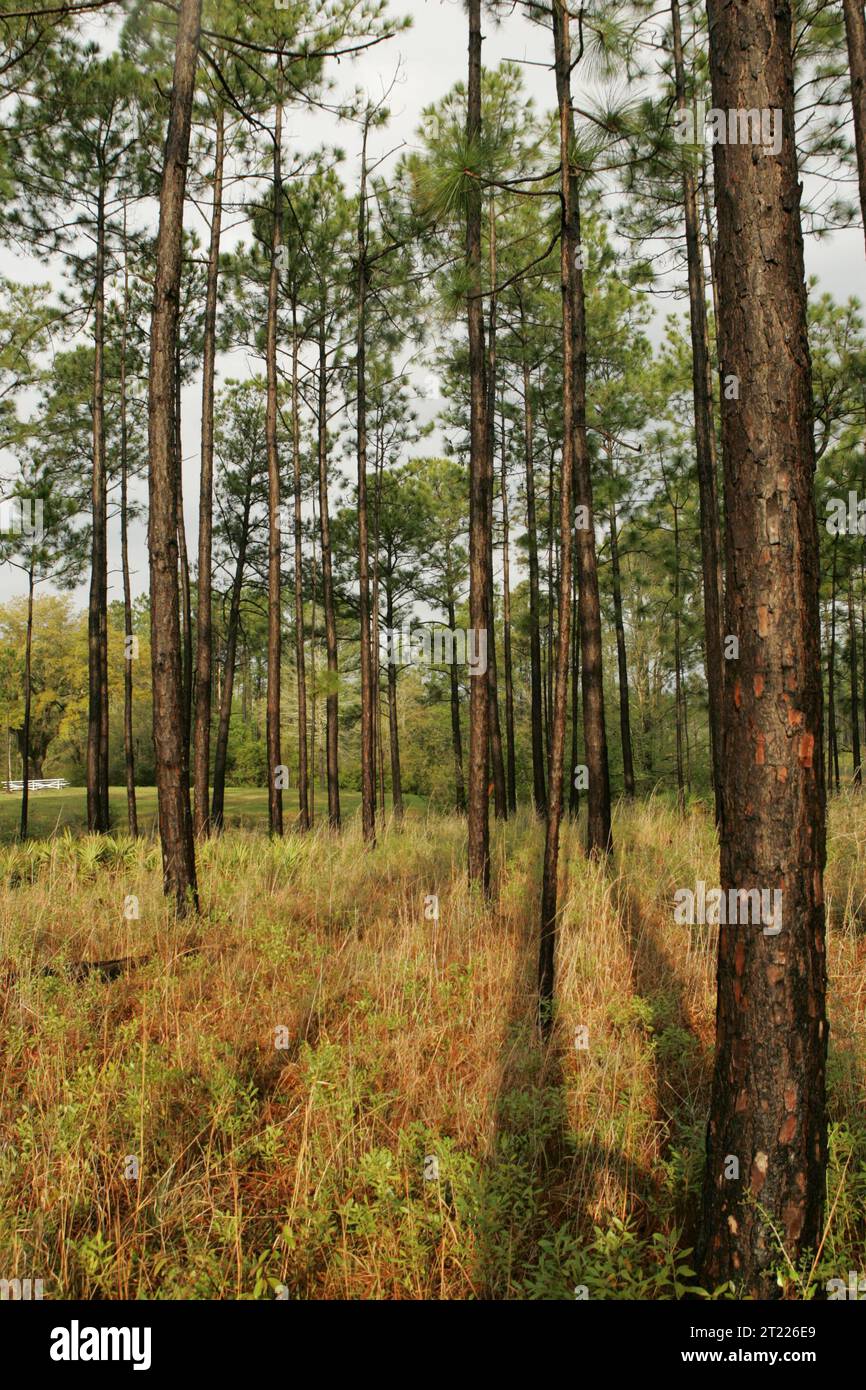 Fire adapted species hi-res stock photography and images - Alamy