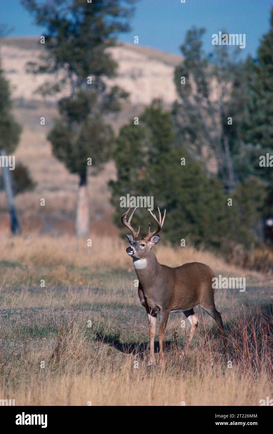 A white-tailed deer buck stands alert in a field, showcasing its ...