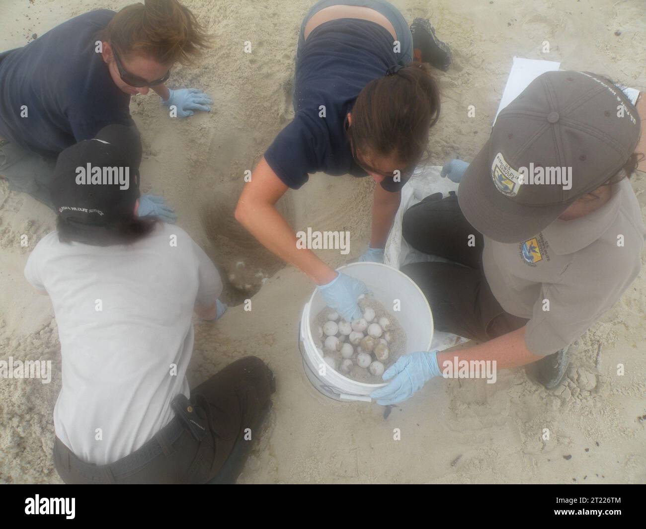 June 28, 2010 nest relocation. Sea turtle biologists from many agencies ...