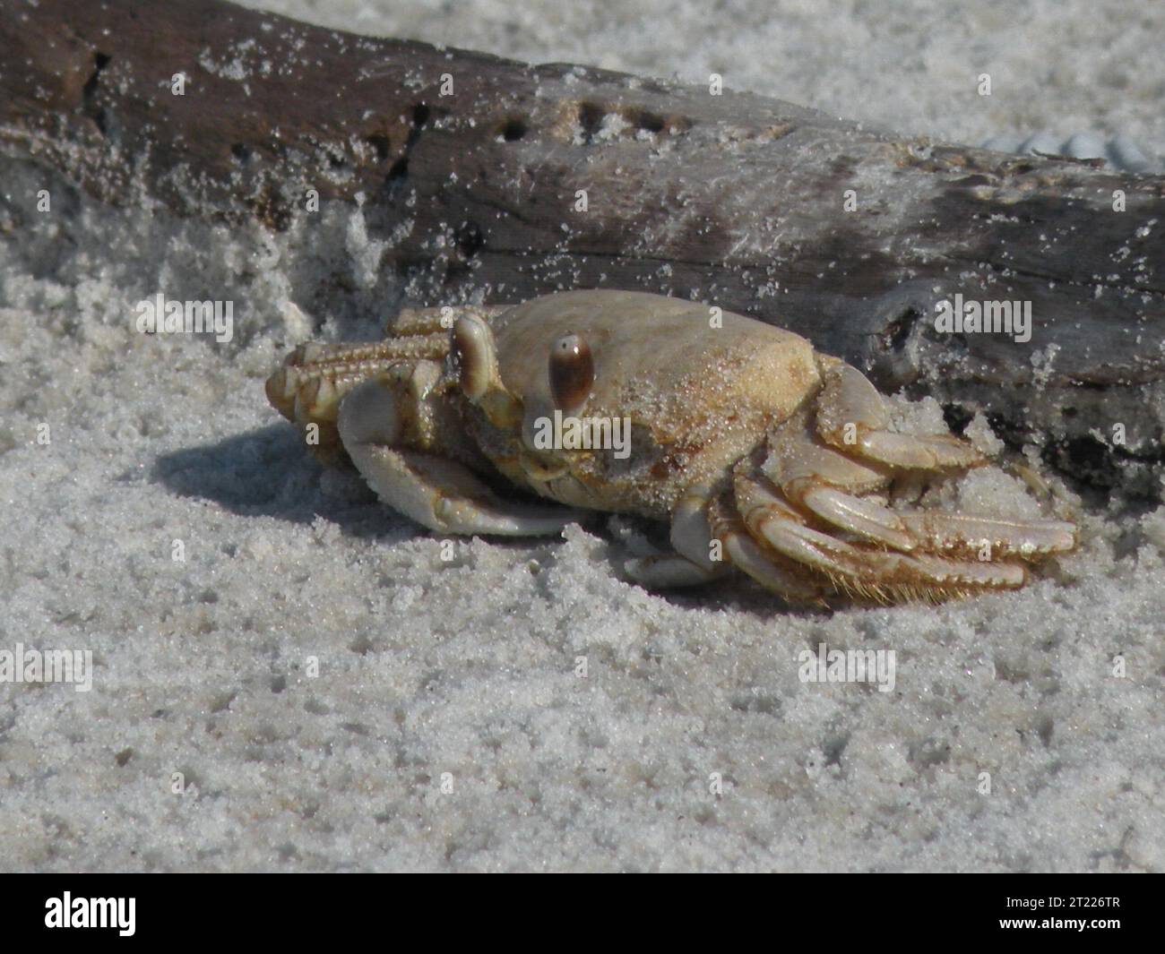 Predators 2010 hi-res stock photography and images - Alamy