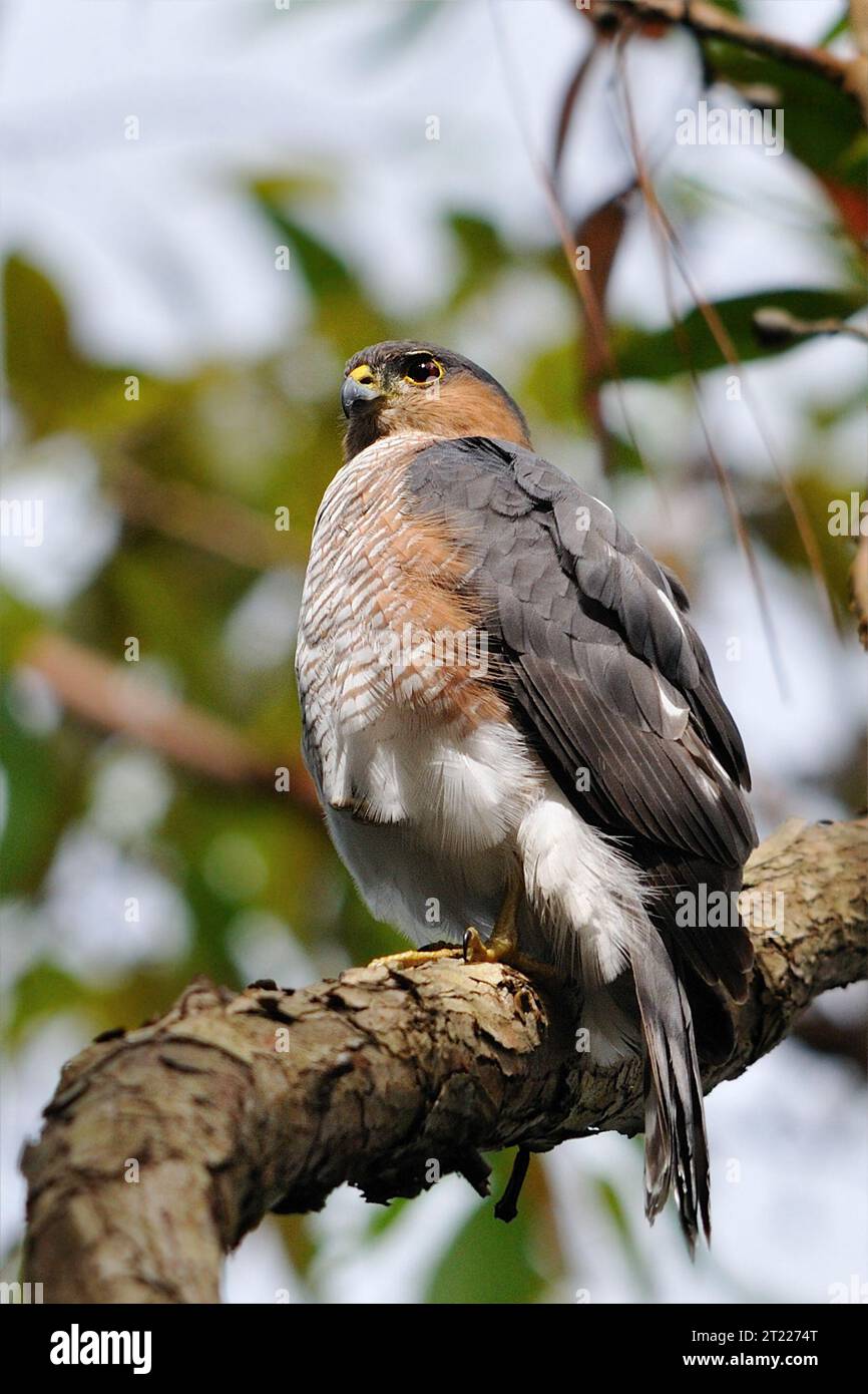 Puerto Rican Sharp-shinned hawk perched on tree limb. Subjects ...