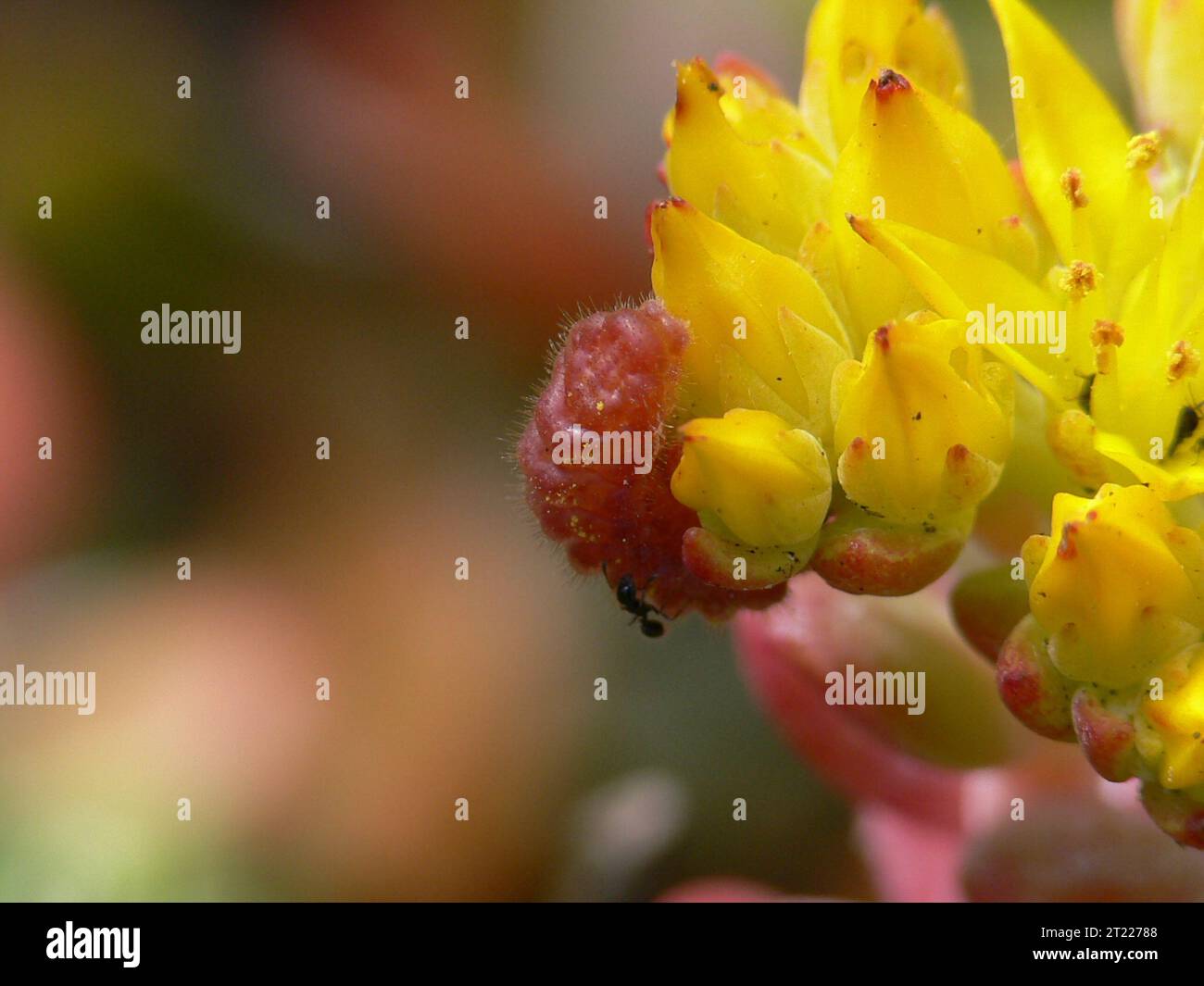 A San Bruno Elfin larvae coexists harmoniously with ants on its host ...