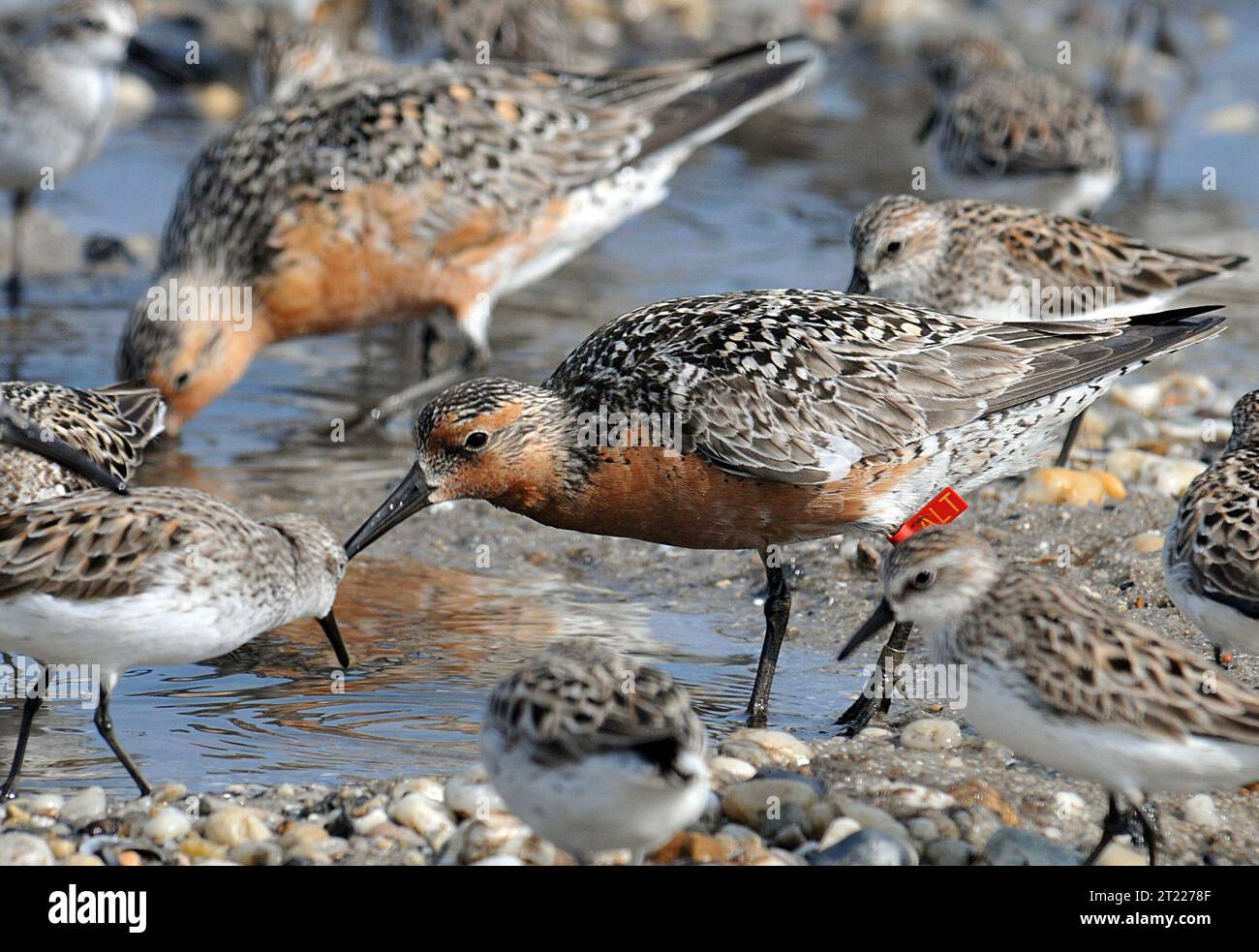 Tagged red knot on coast, Mispillion Harbor. Subjects: Aquatic birds ...