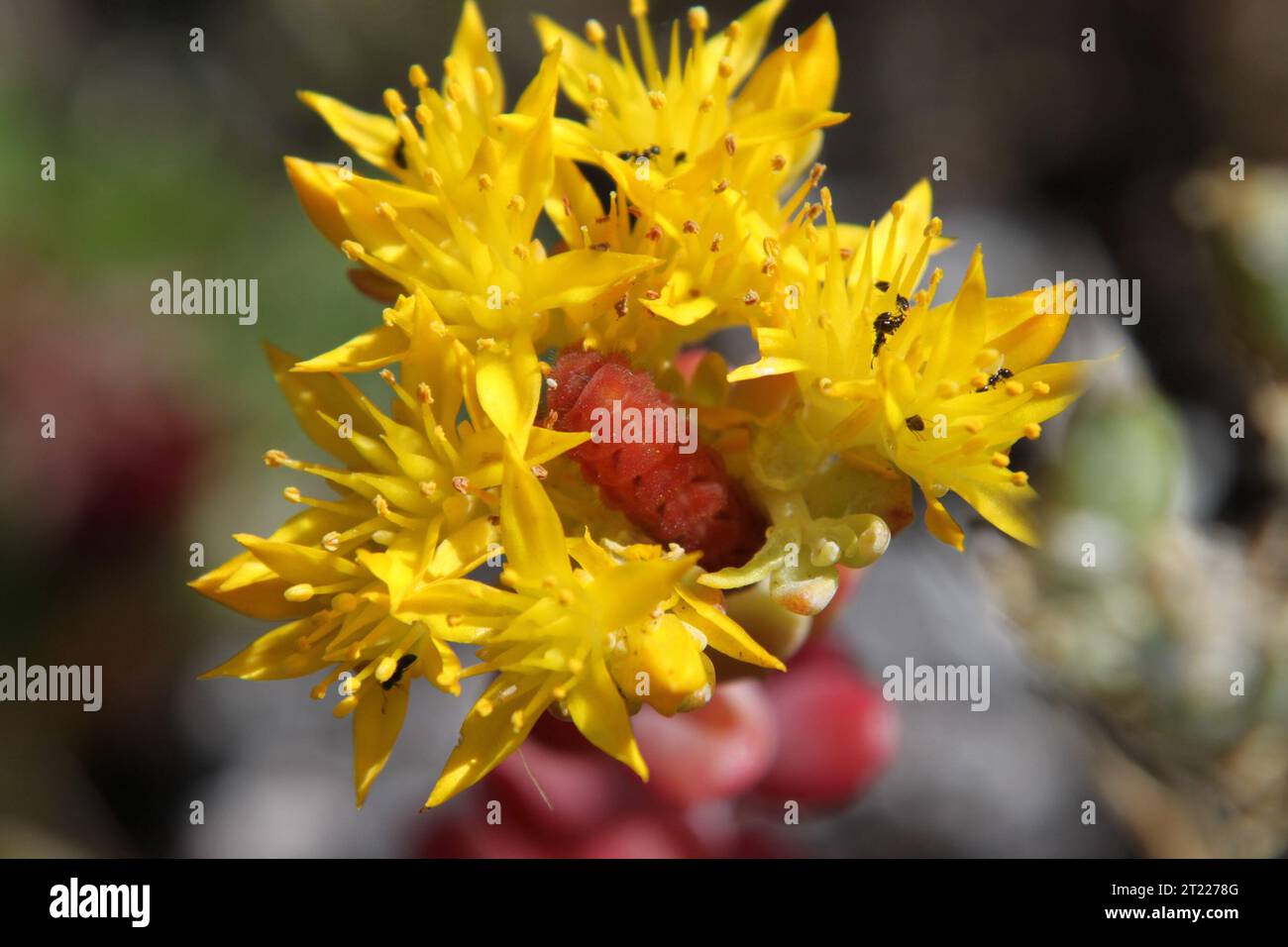 A San Bruno Elfin larvae coexists harmoniously with ants on its host ...