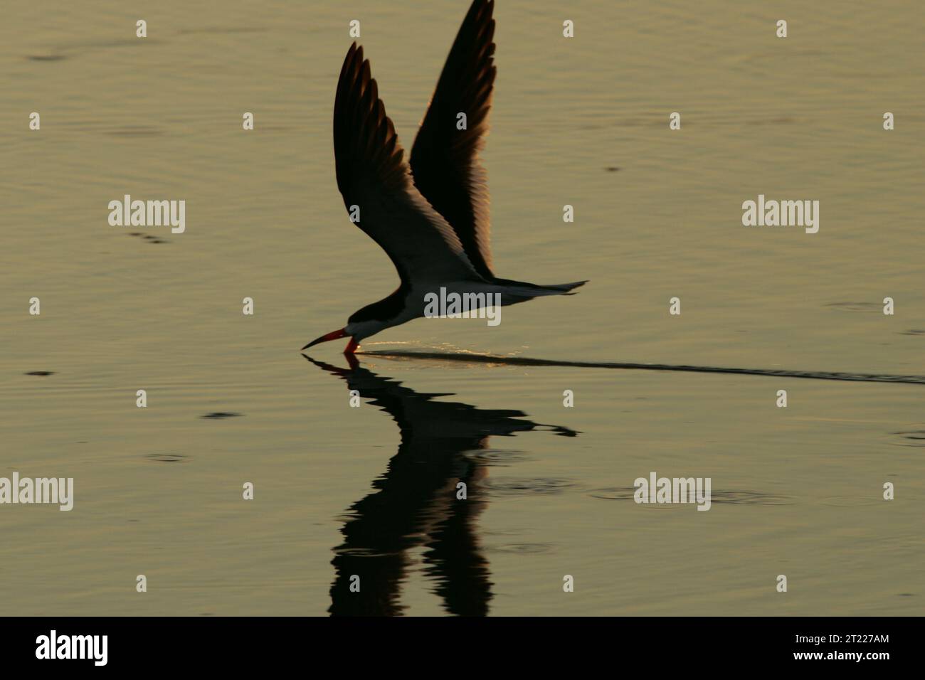 Silhouette of a black skimmer. Subjects: Birds; Shorebirds; Wildlife ...