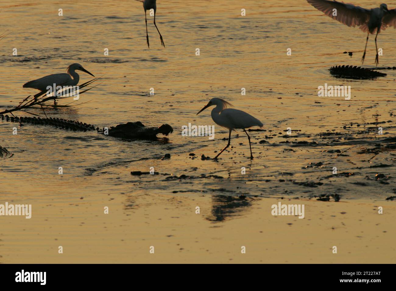 Silhouette of egrets and an American alligator. Subjects: Birds ...