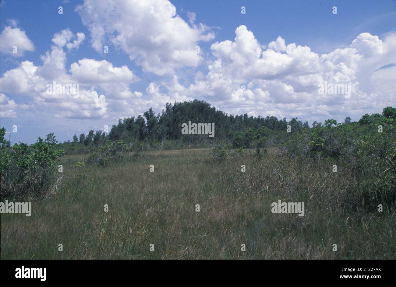 Melaleuca florida hi-res stock photography and images - Alamy