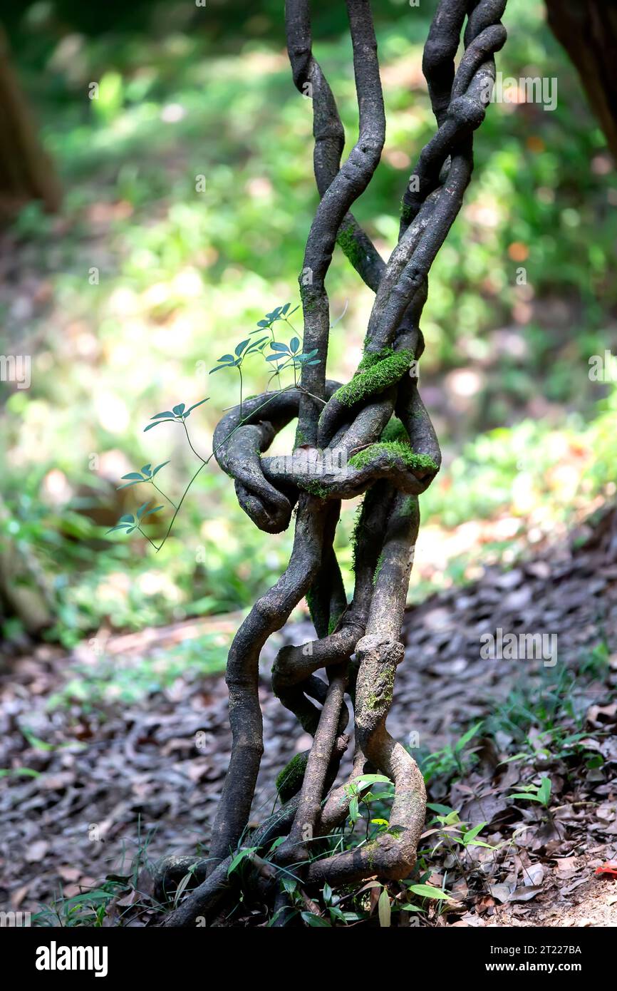 Natural tropical background. Curved and intertwined branches of ...