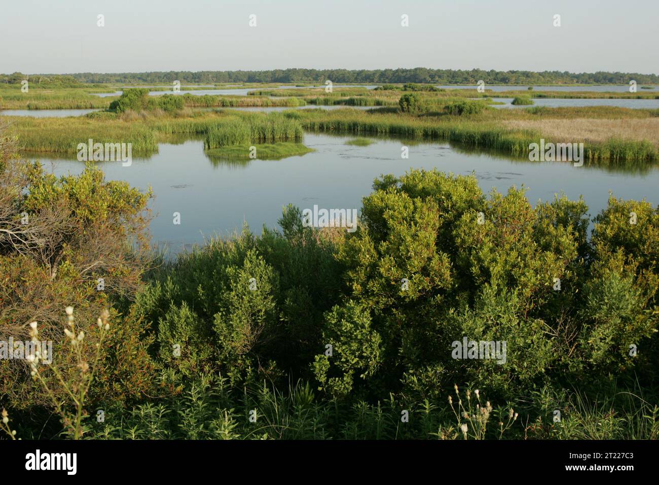 Coastal marshes on Bulls Island at Cape Romain National Wildlife Refuge ...