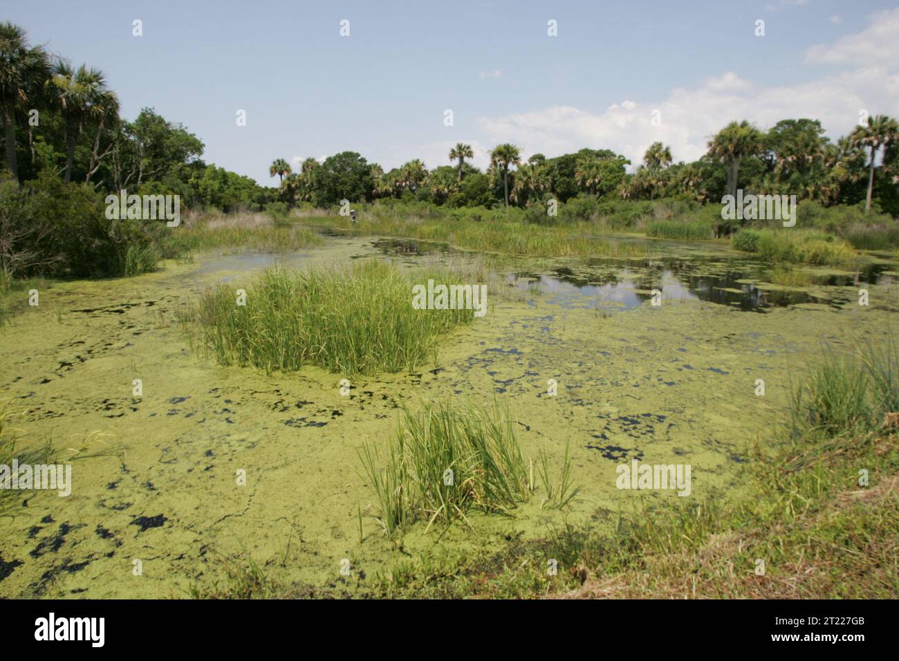 A marsh on Bulls Island within Cape Romain National Wildlife Refuge in ...