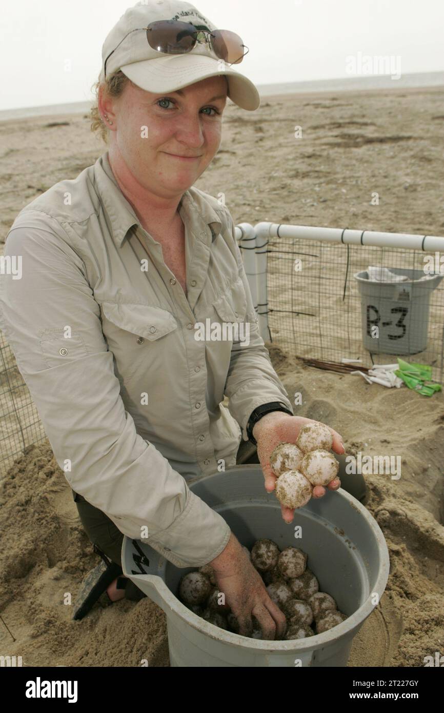Melissa Bimbi, Ecological Services biologist, relocating a loggerhead ...