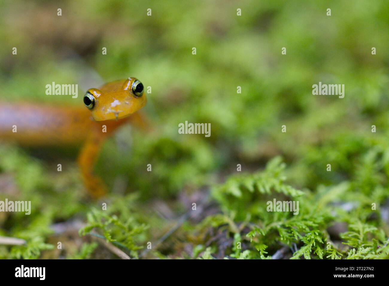 Salamander markings hi-res stock photography and images - Alamy