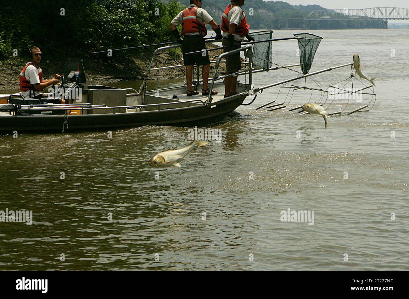 Asian carp leap from the water at Big Muddy National Wildlife Refuge ...