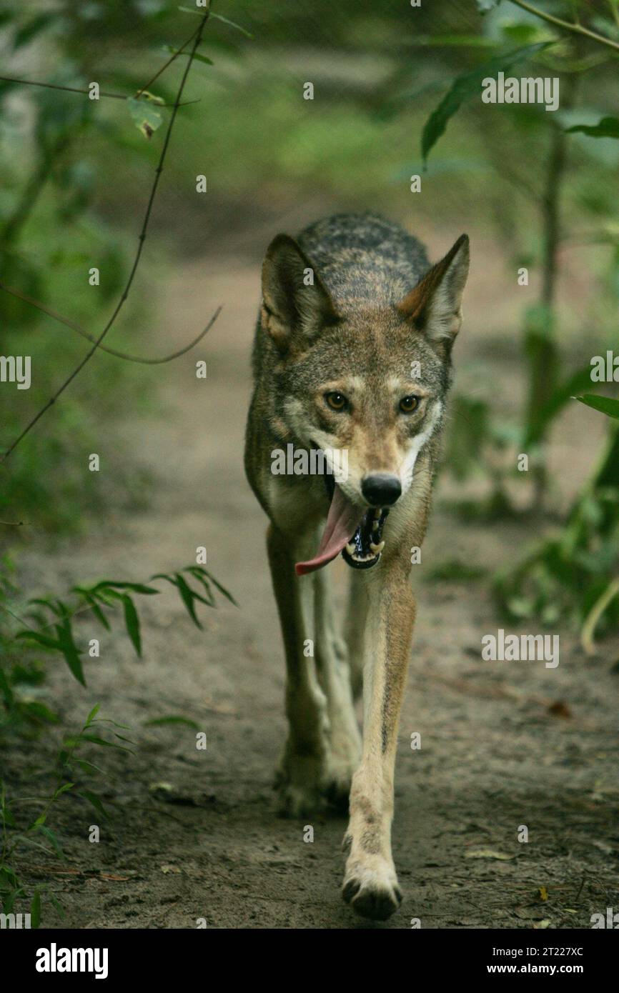 A beautiful Red Wolf strolls by on his path at the Alligator River ...
