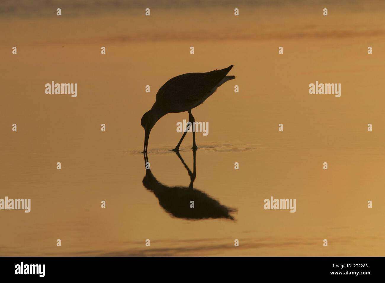 Sunrise over Pea Island National Wildlife Refuge. Subjects: Wildlife ...