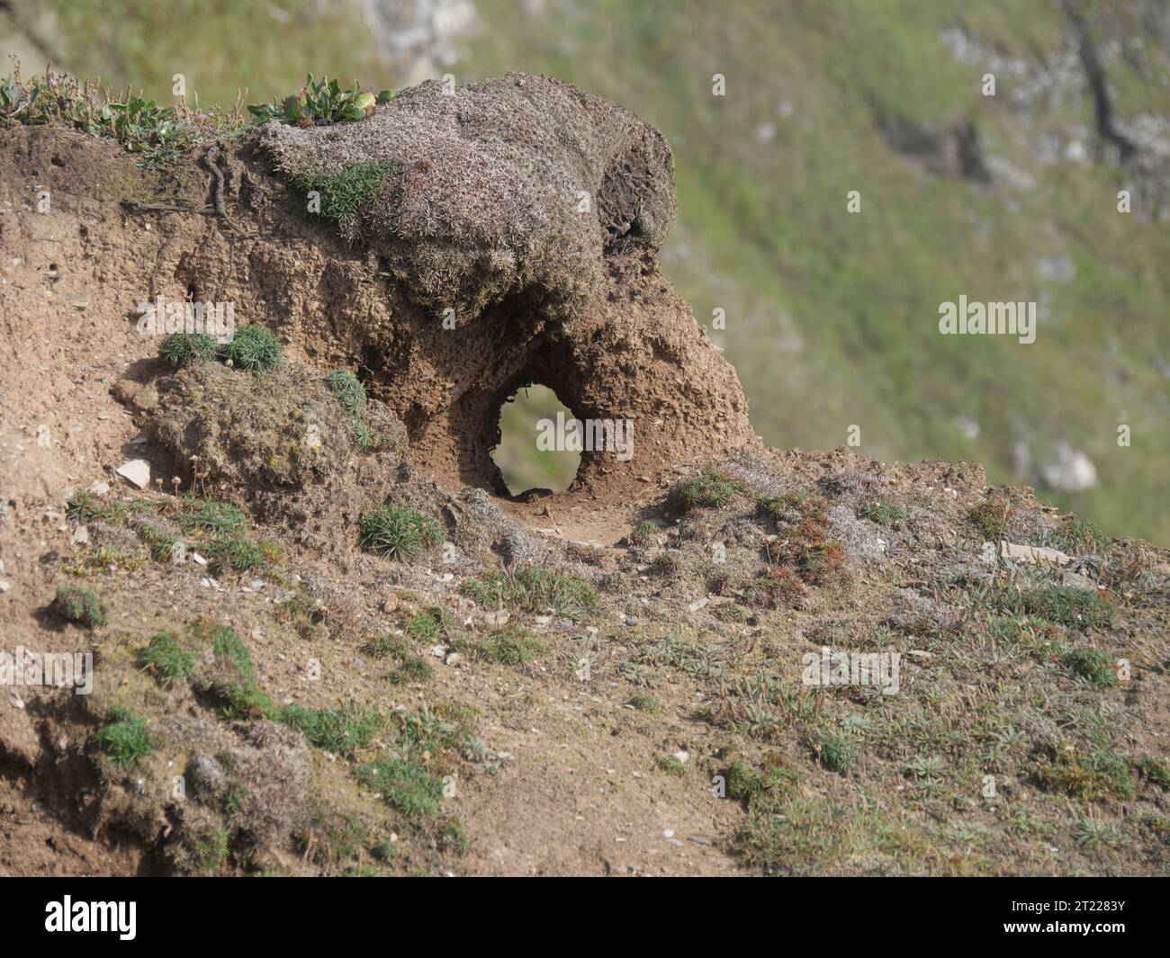 Ring shaped rock formation on the cliff at Bedruthan Steps in Cornwall ...