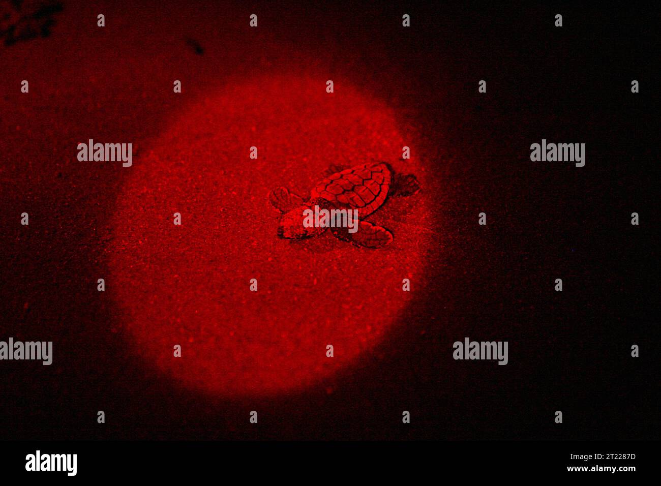 Fish and Wildlife Service staff and volunteers help guide disoriented ...
