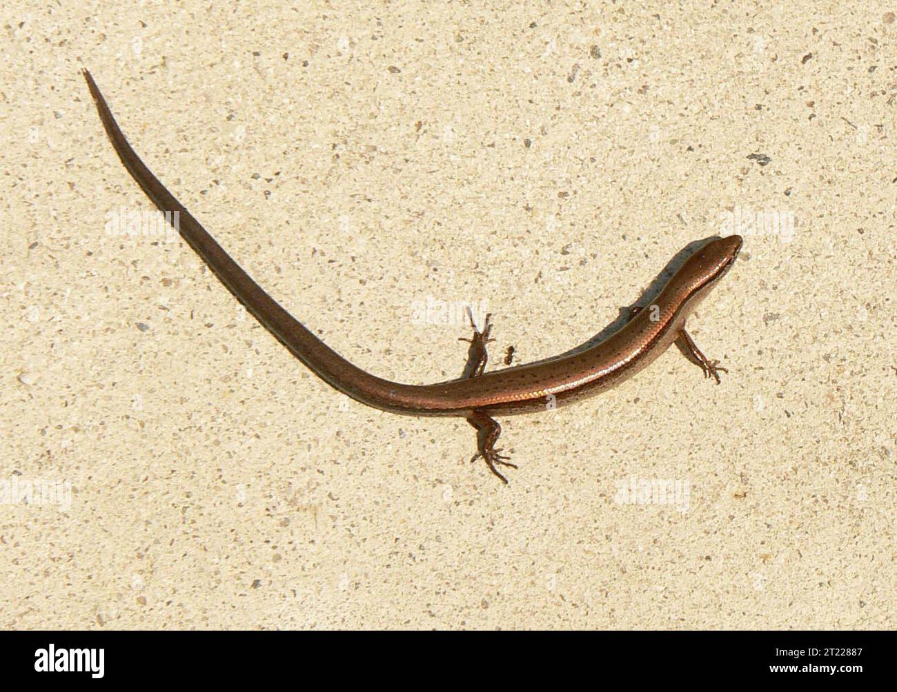 Ground skink. Subjects: Reptiles. Location: New Jersey. . 1998 - 2011 ...