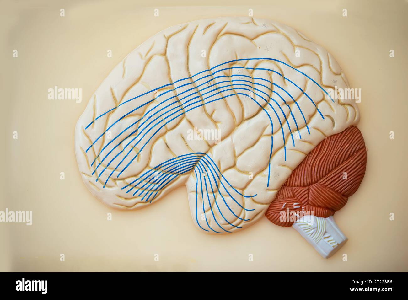 Model of the human brain for teaching in the medical class. The ...