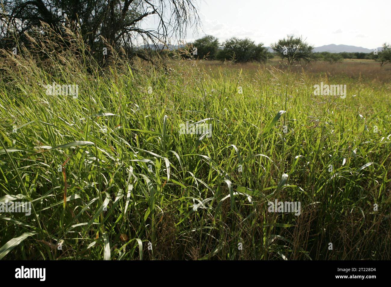 Invasives grasses compete with native plants on the refuge. Subjects ...