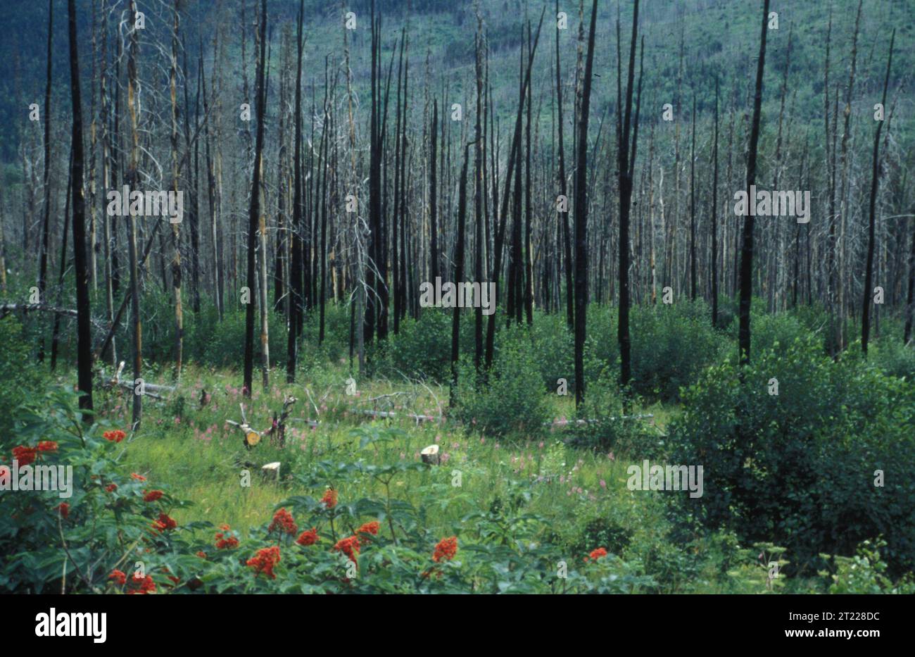 Terrestial ecosystems hi-res stock photography and images - Alamy