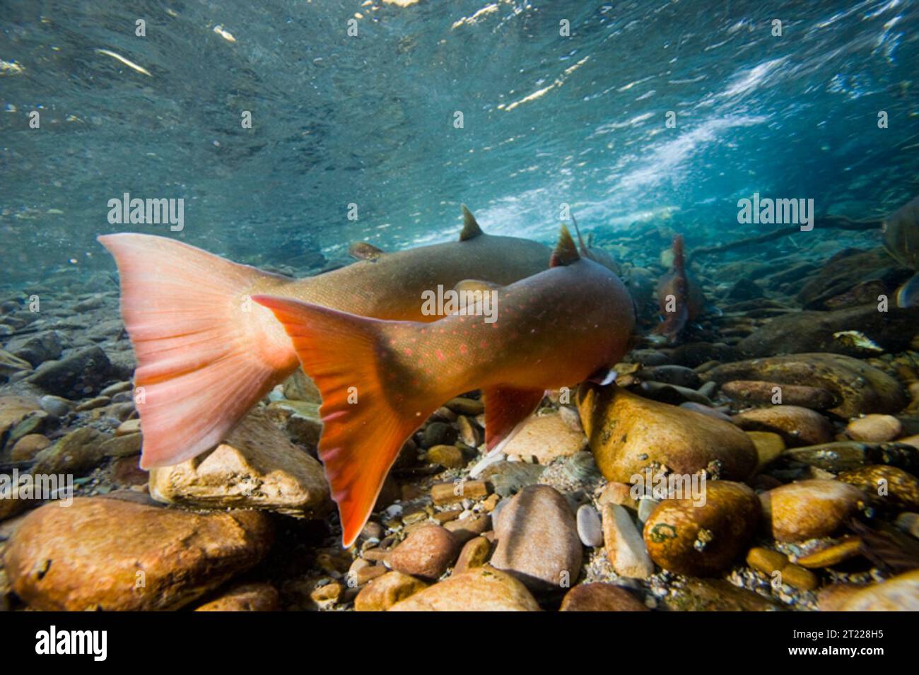 Threatened bull trout migrate through Bighorn Creek in the Wigwam River ...