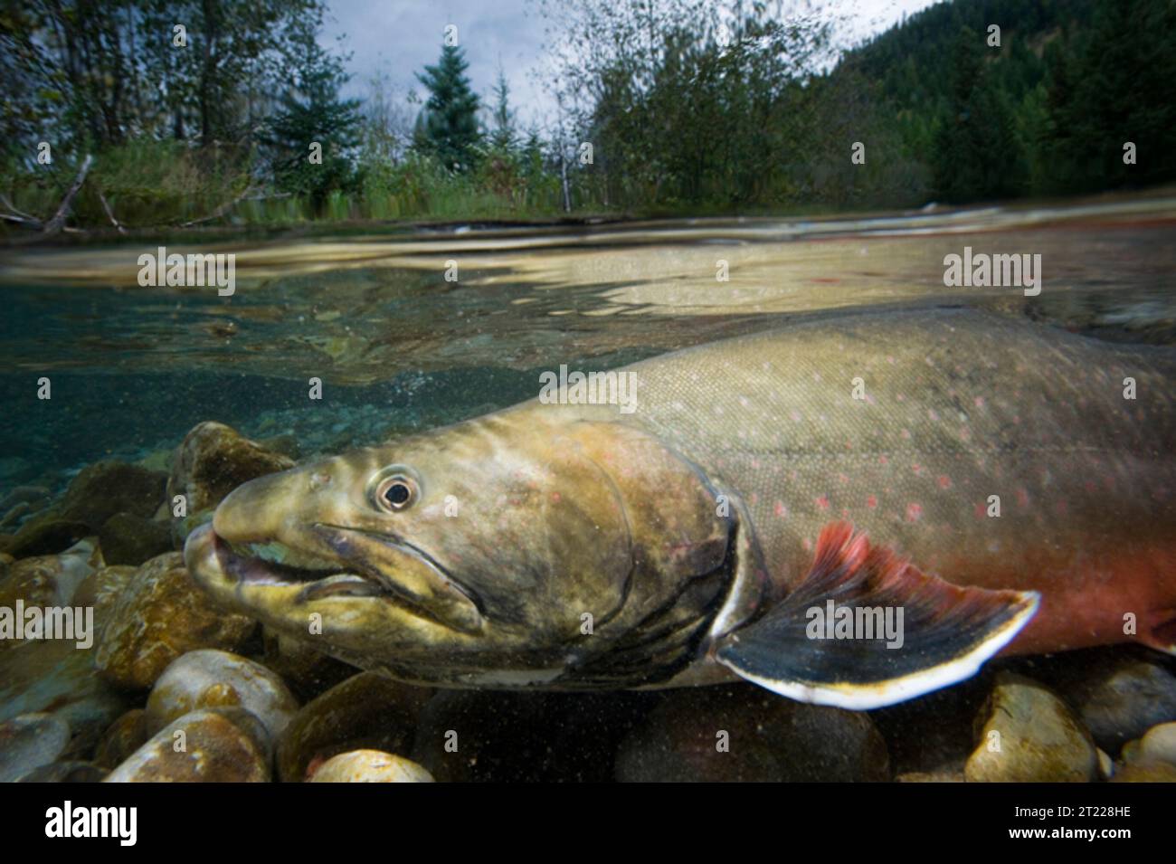 Bull trout spawning habitat hi-res stock photography and images - Alamy