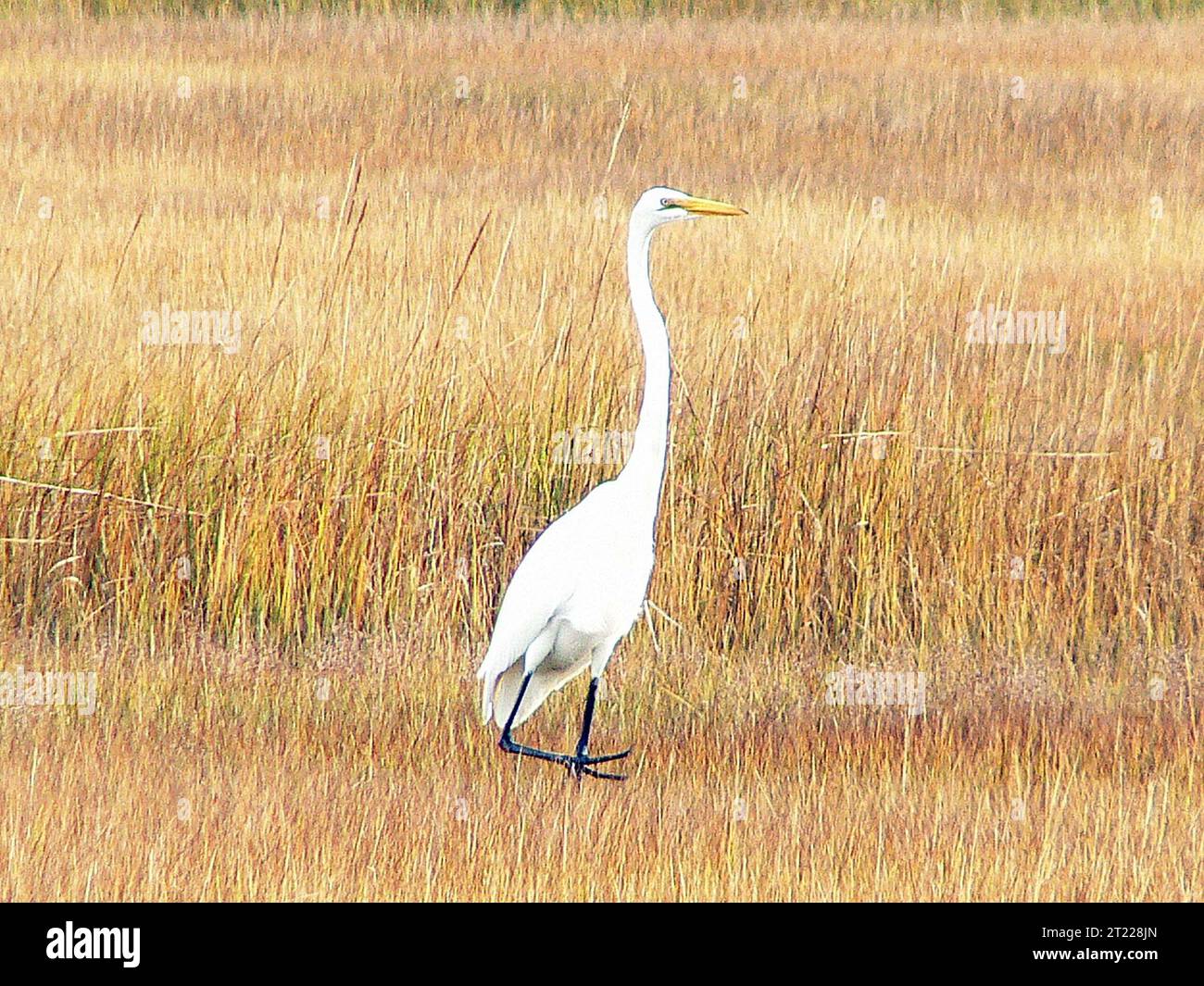 Great Egret standing in marsh. Subjects: Birds. Location: New Jersey ...