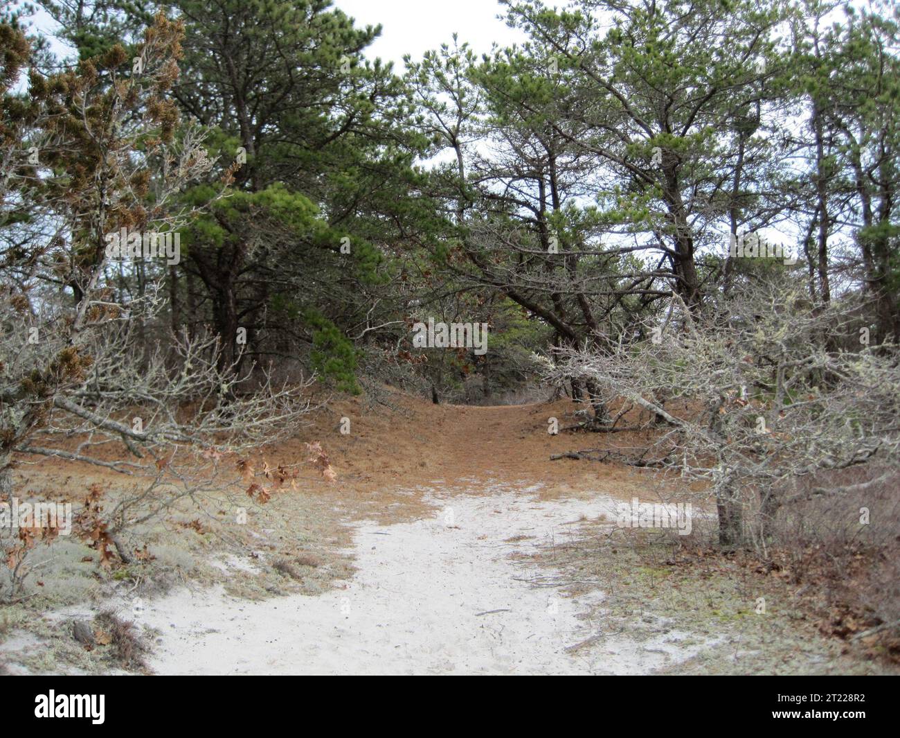 A path through the Monomoy National Wildlife Refuge, Cape Cod ...