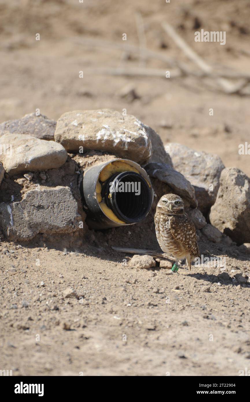 A burrowing owl sits outside of an artificial burrow. Cibola National ...