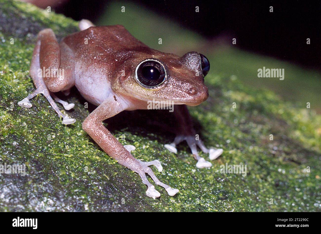Caribbean tree frog hi-res stock photography and images - Alamy