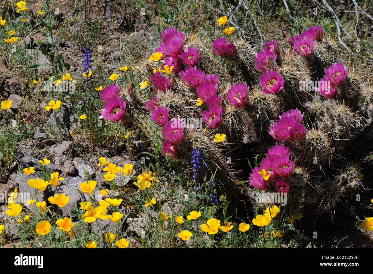 Flowering barrel cacti and Mexican golden poppy in the Sonoran Desert ...