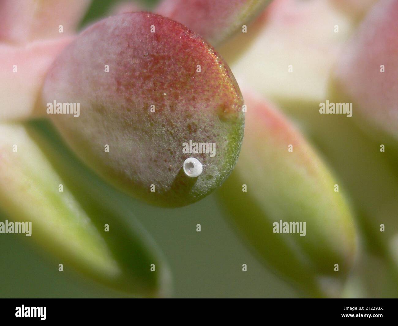 A San Bruno Elfin butterfly egg shown here was deposited on its host ...