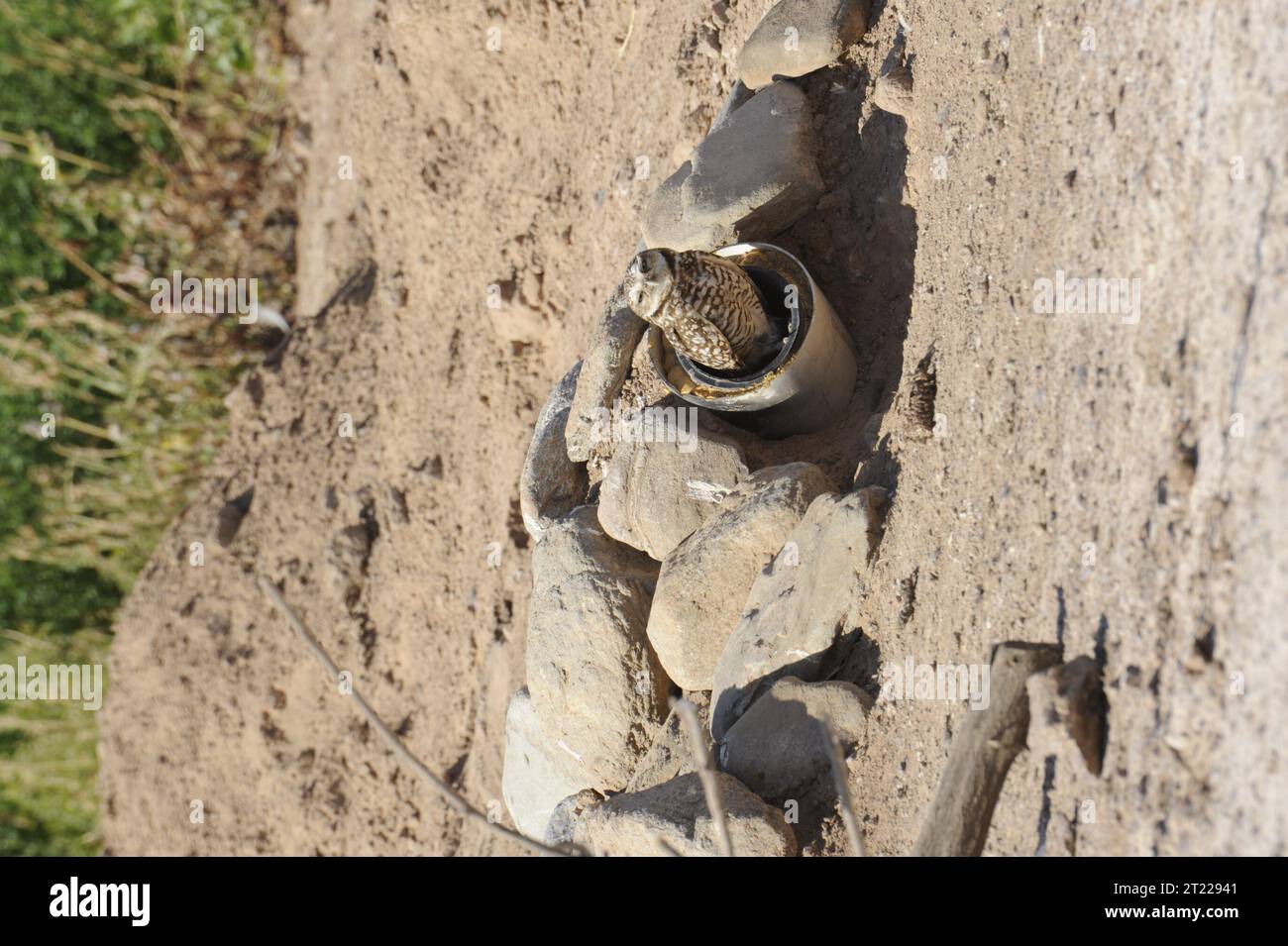 A burrowing owl emerges from an artificial burrow. Cibola National ...