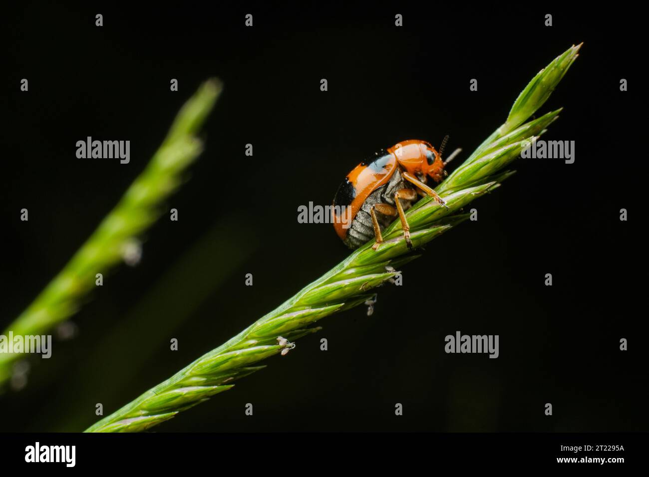 Close up images of insects hi-res stock photography and images - Alamy