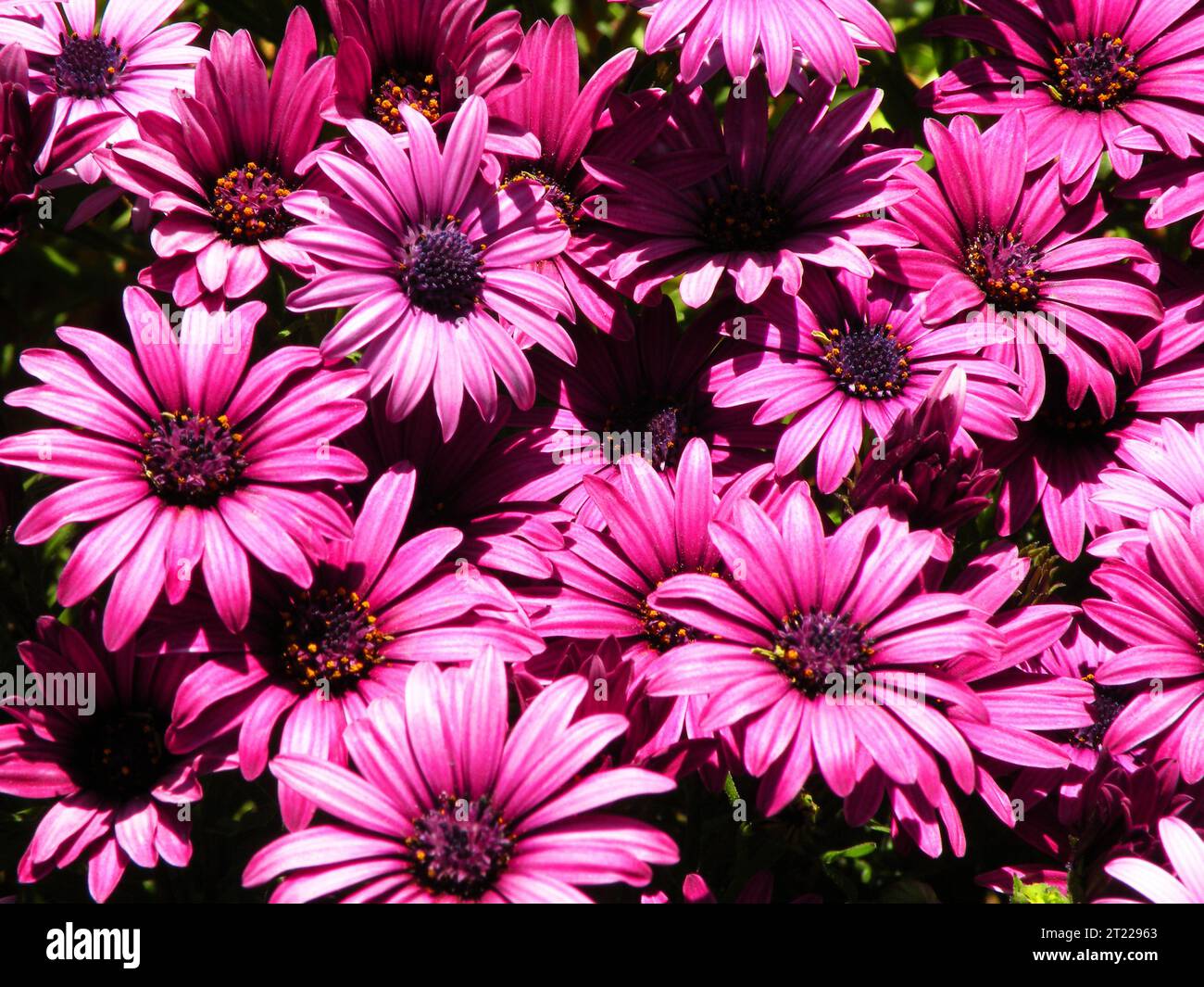 Dimorphotheca, detail of african purple daisy Stock Photo - Alamy