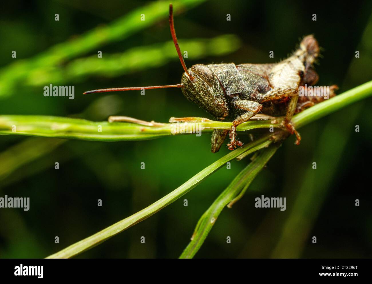 Extreme macro close up images of insects Stock Photo - Alamy
