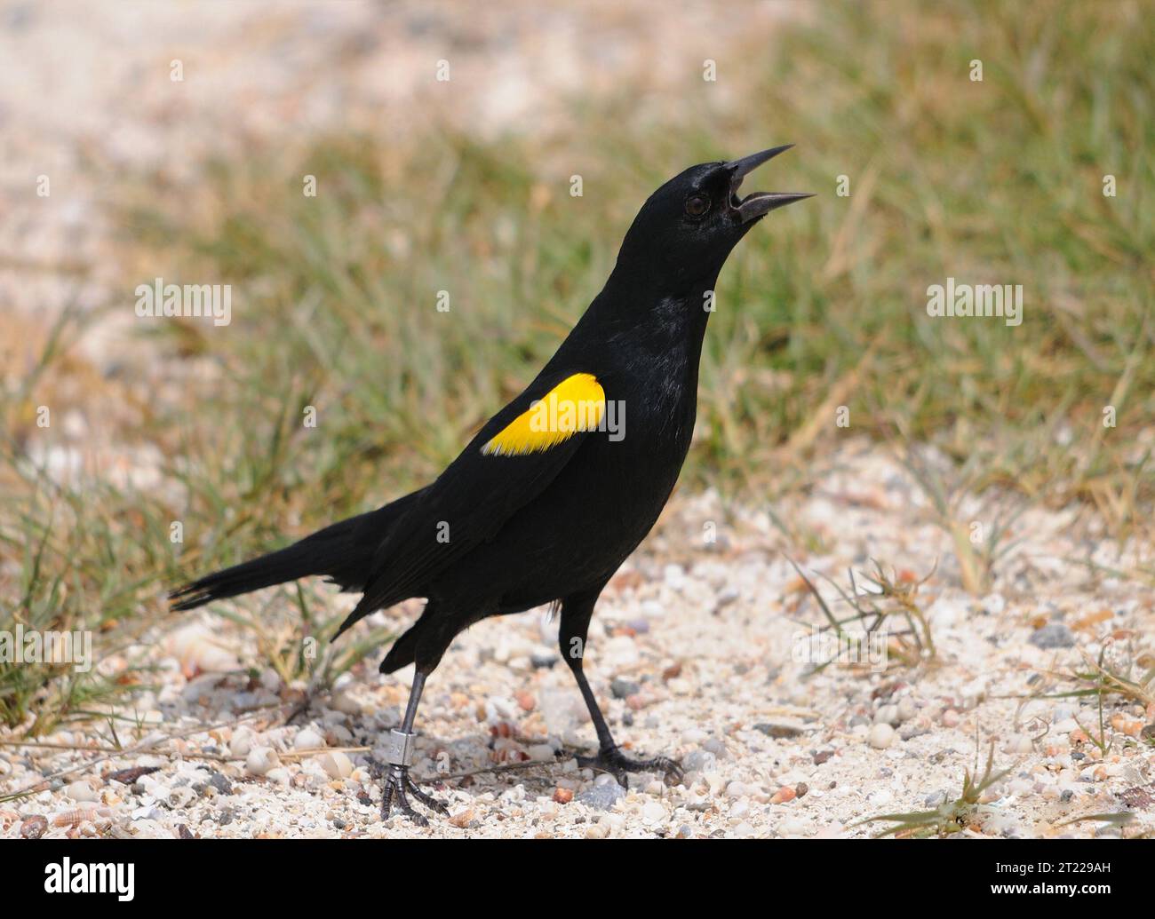 The Yellow-shouldered blackbird stands on the ground in Puerto Rico ...