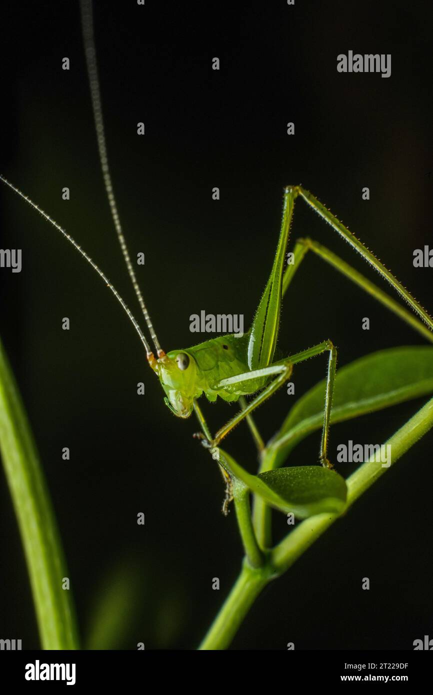 Insects intricate legs hi-res stock photography and images - Alamy