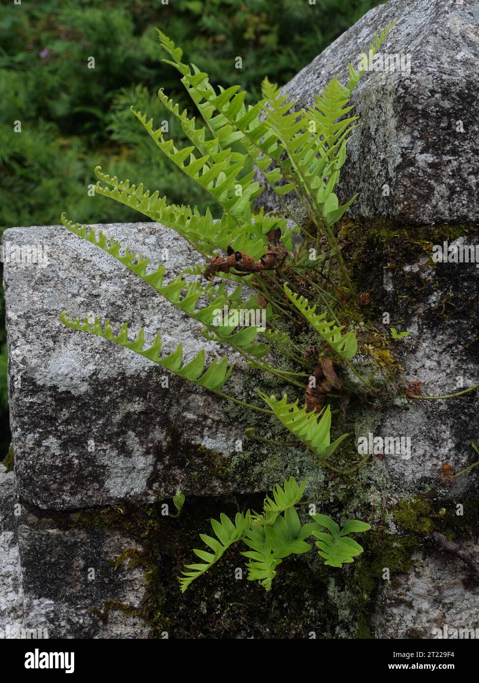 The common polypody Polypodium vulgare growing between stones of a wall ...